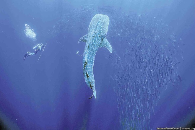 It’s official: ‘Butanding’ an endangered species | Lifestyle.INQ ...