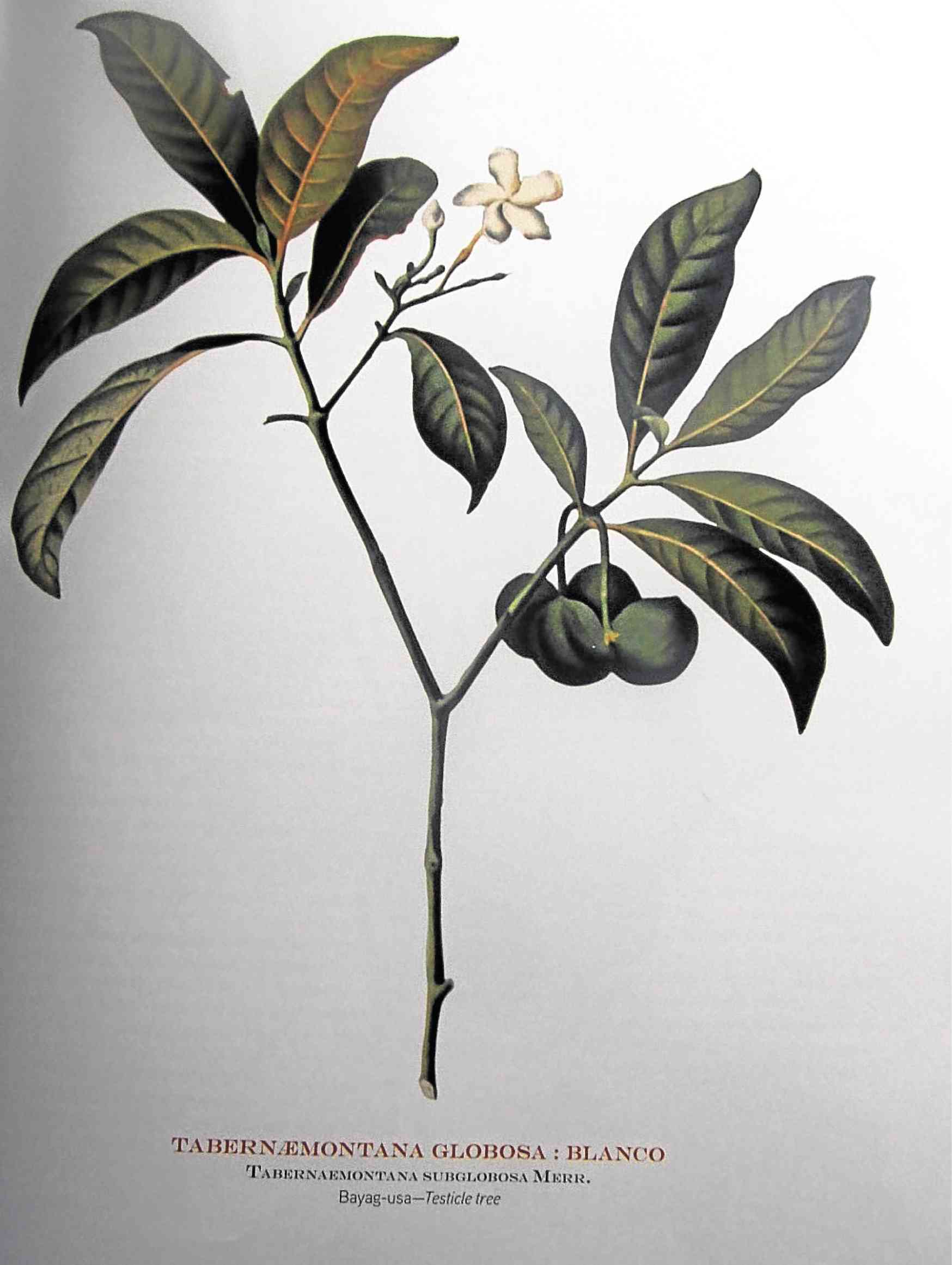 Say it with flowers–from Father Blanco in the 18th century to 21st ...