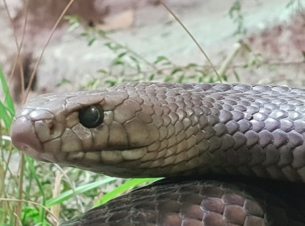 A zoo lets you name a snake after your ex for Valentine's | Lifestyle ...