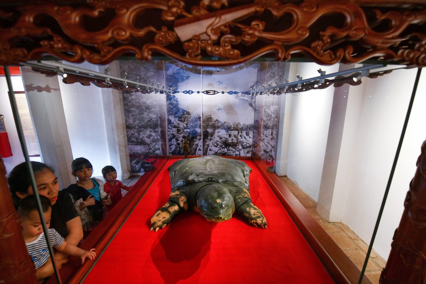 Eternal shell: Sacred turtle embalmed in Hanoi | Lifestyle.INQ ...