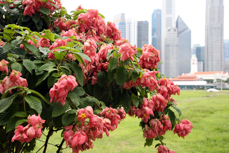 Philippine trees that enchant with ‘tropical sakura’ | Inquirer Technology