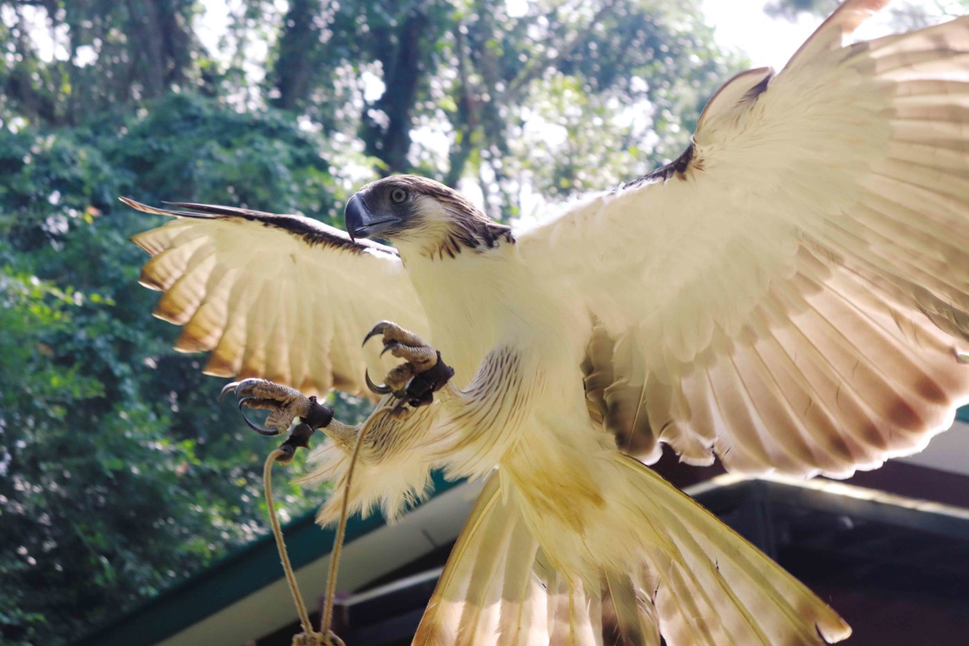 Your Super guide to Kadayawan 2019 | Lifestyle.INQ | Lifestyle.INQ