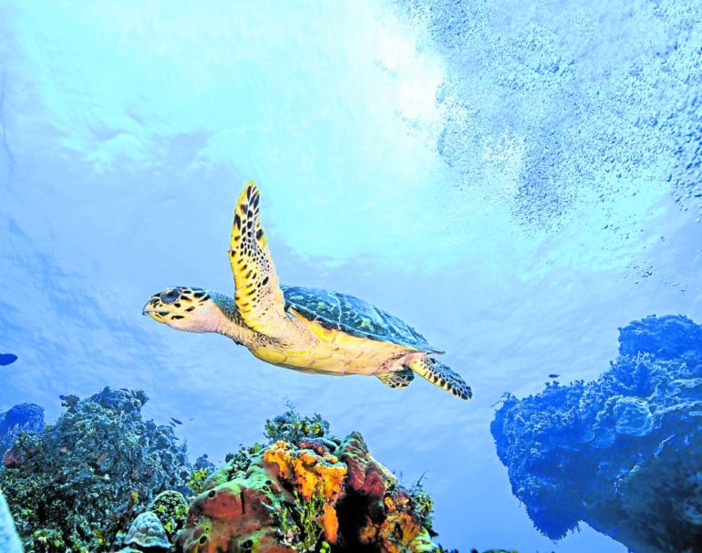 Help save endangered Hawksbill turtles | Lifestyle.INQ | Lifestyle.INQ