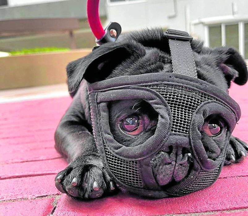 How our psycho dog became a good boy | Lifestyle.INQ | Lifestyle.INQ