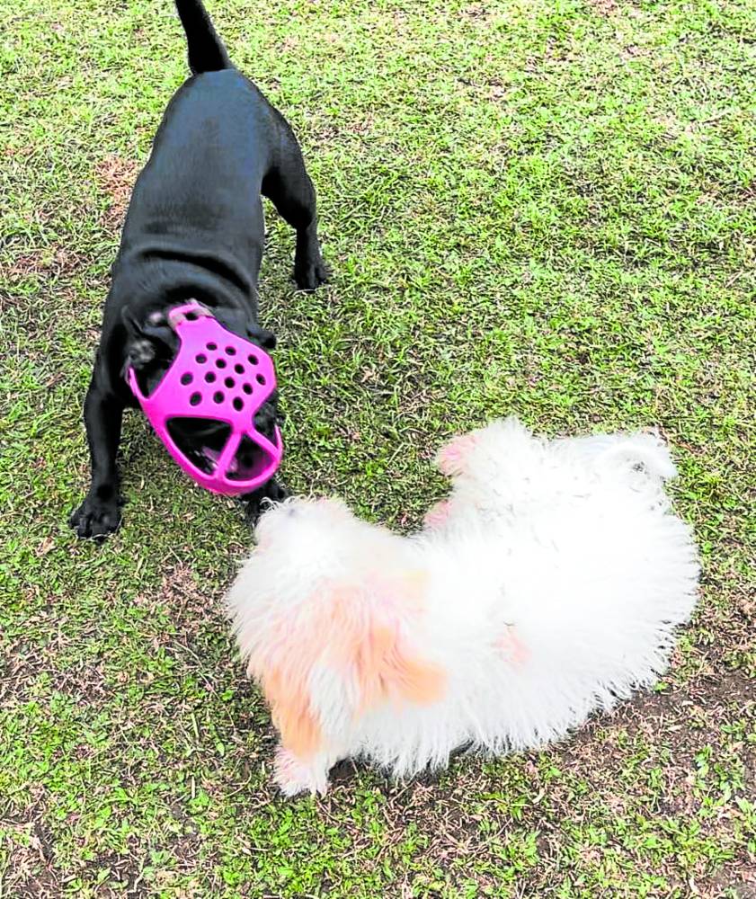 How our psycho dog became a good boy | Lifestyle.INQ | Lifestyle.INQ