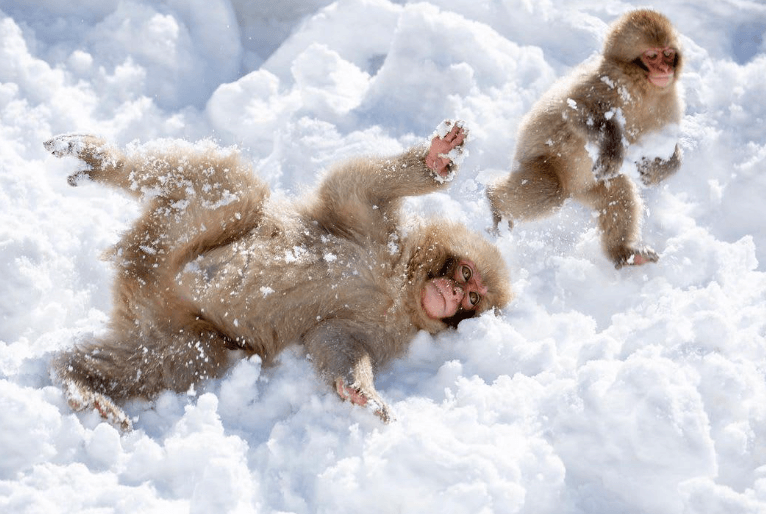 Japan is a Winter Wonderland: 5 alternative destinations